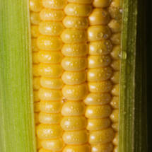Is Corn Good For You