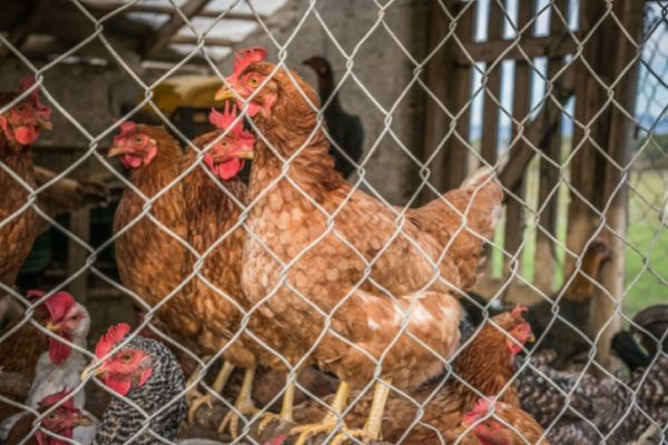 Eating Ethically: A Guide For Meat Eaters - BlackDoctor.org - Where ...